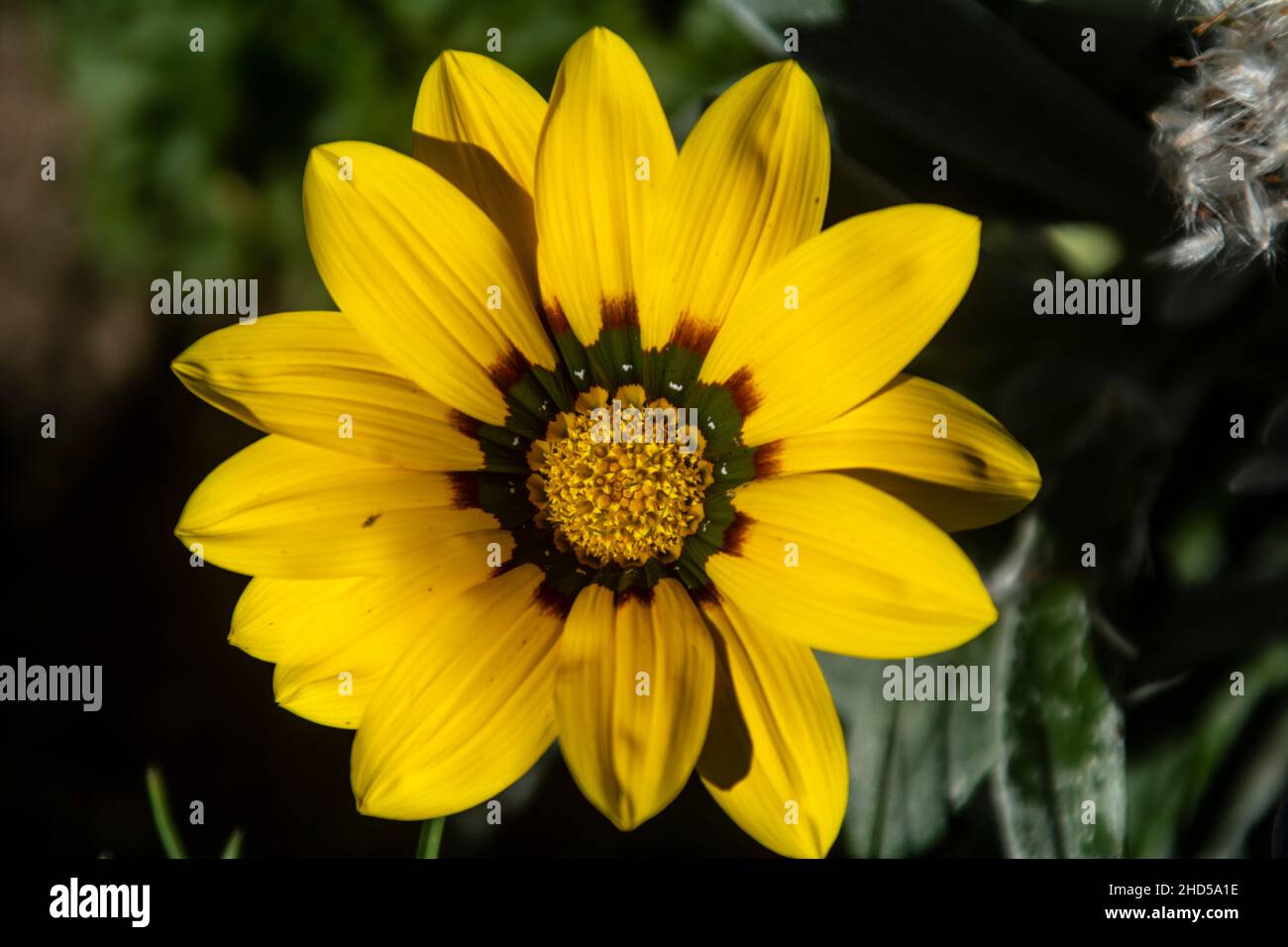 Closeup shot of a beautiful, yellow Treasure-flower in the garden Stock ...