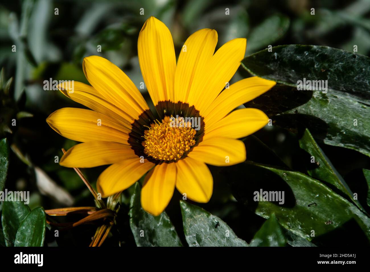 Yellow treasure flower hi-res stock photography and images - Alamy