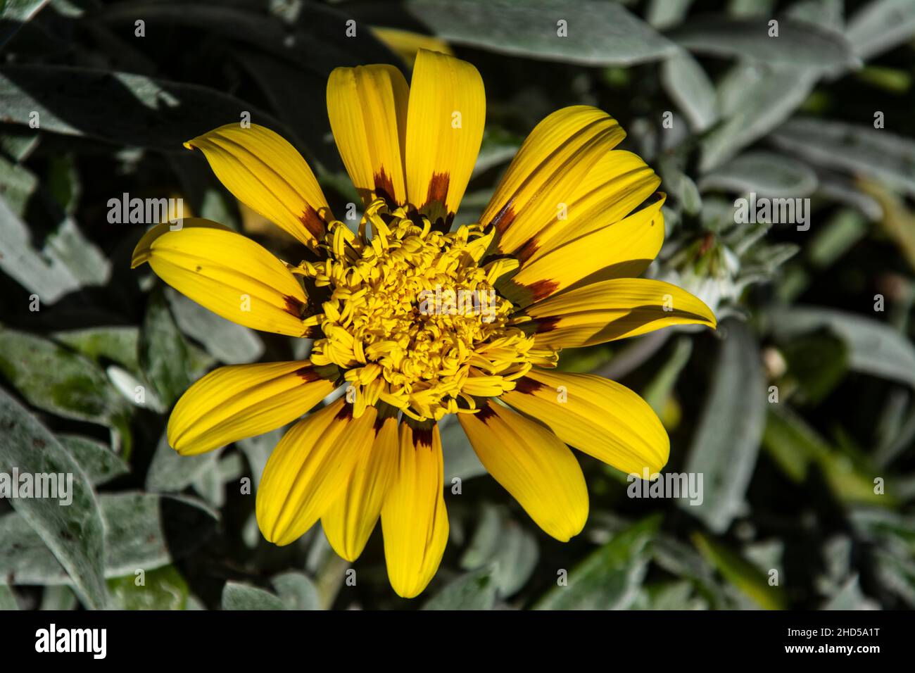 Closeup shot of a beautiful, yellow California compassplant in the ...