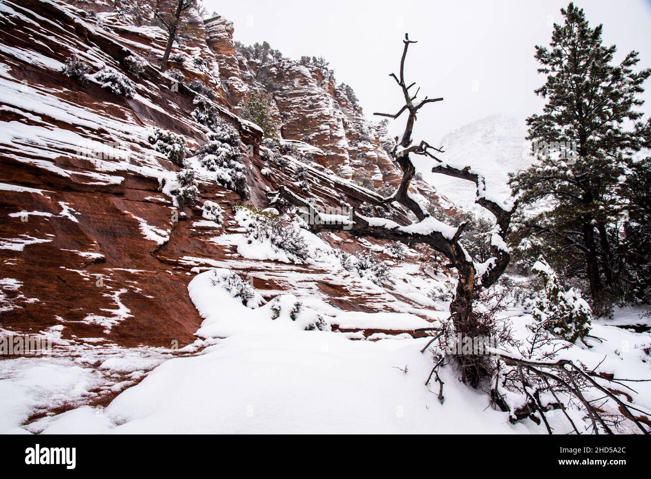 Winter snowfall in Zion's National Park, Utah, USA. This spectacular ...