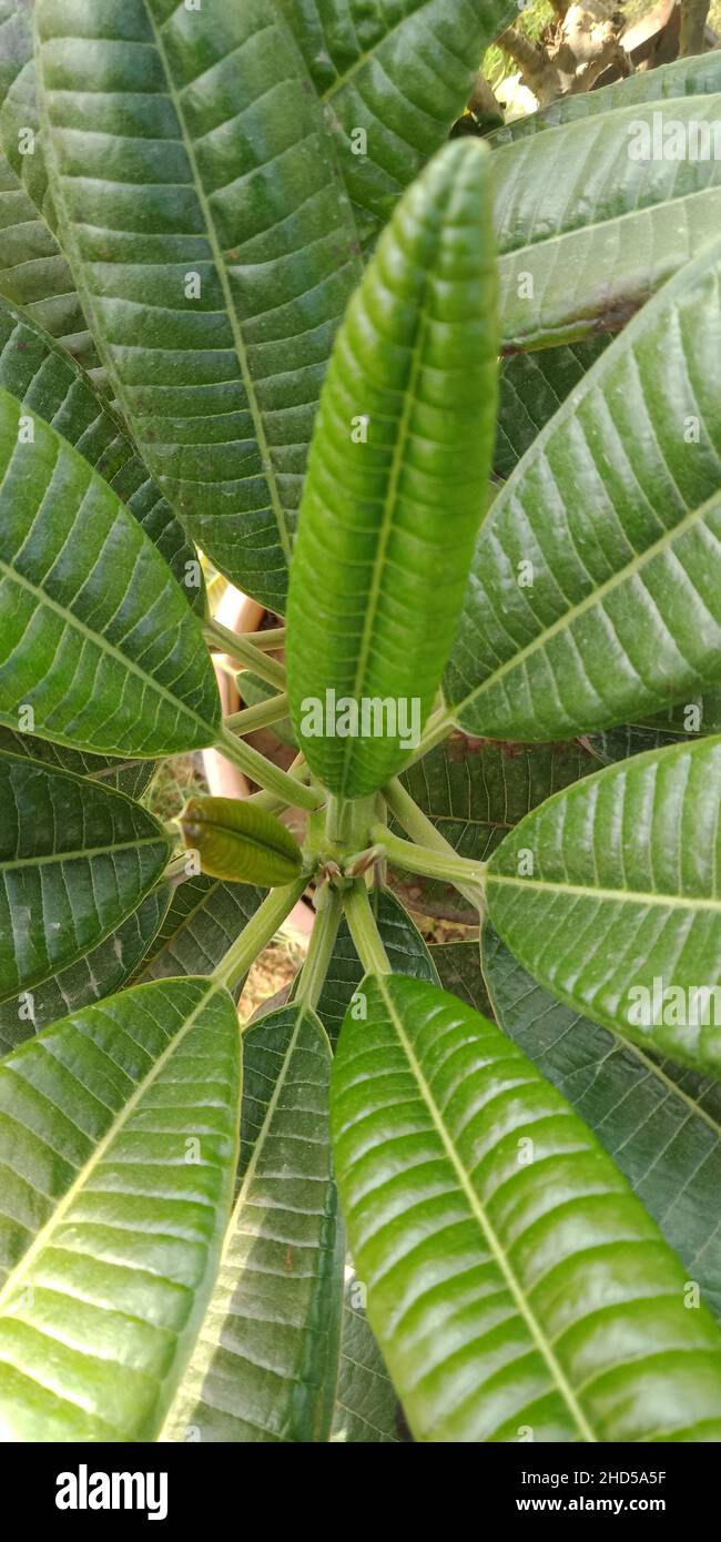 Top view of a Pachira Aquatica, also known as money tree leaves in the ...