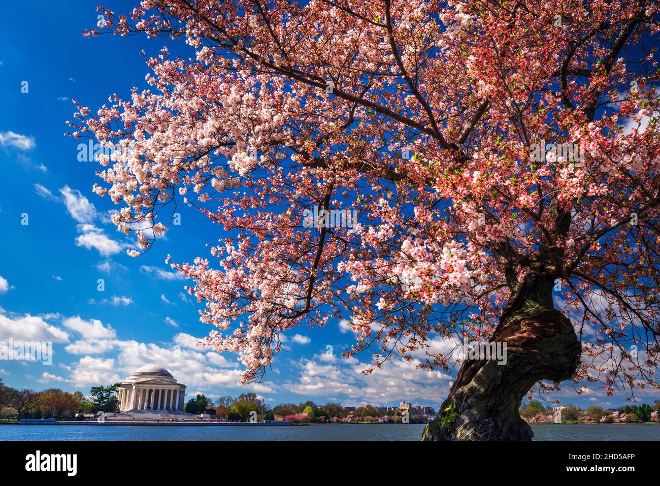 Cherry blossoms and the Thomas Jefferson Memorial, Washington, DC USA ...