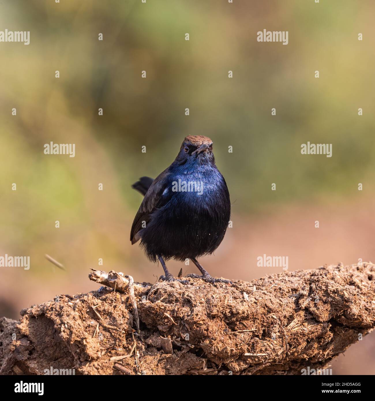 Robin crow hi-res stock photography and images - Alamy