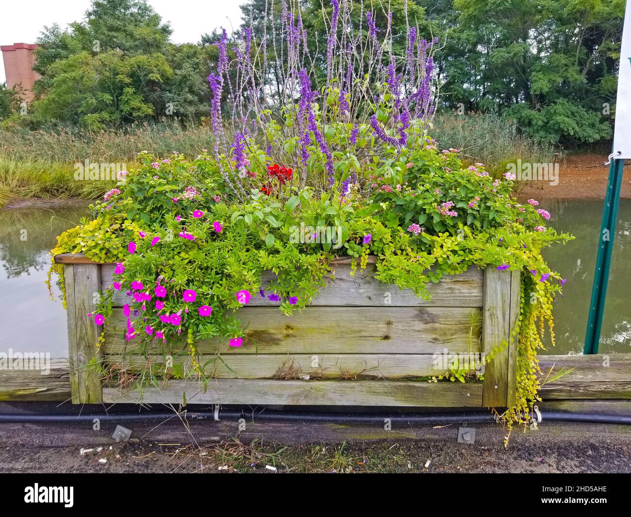 An outdoor flower box displaying a variety of flowers and other plant ...