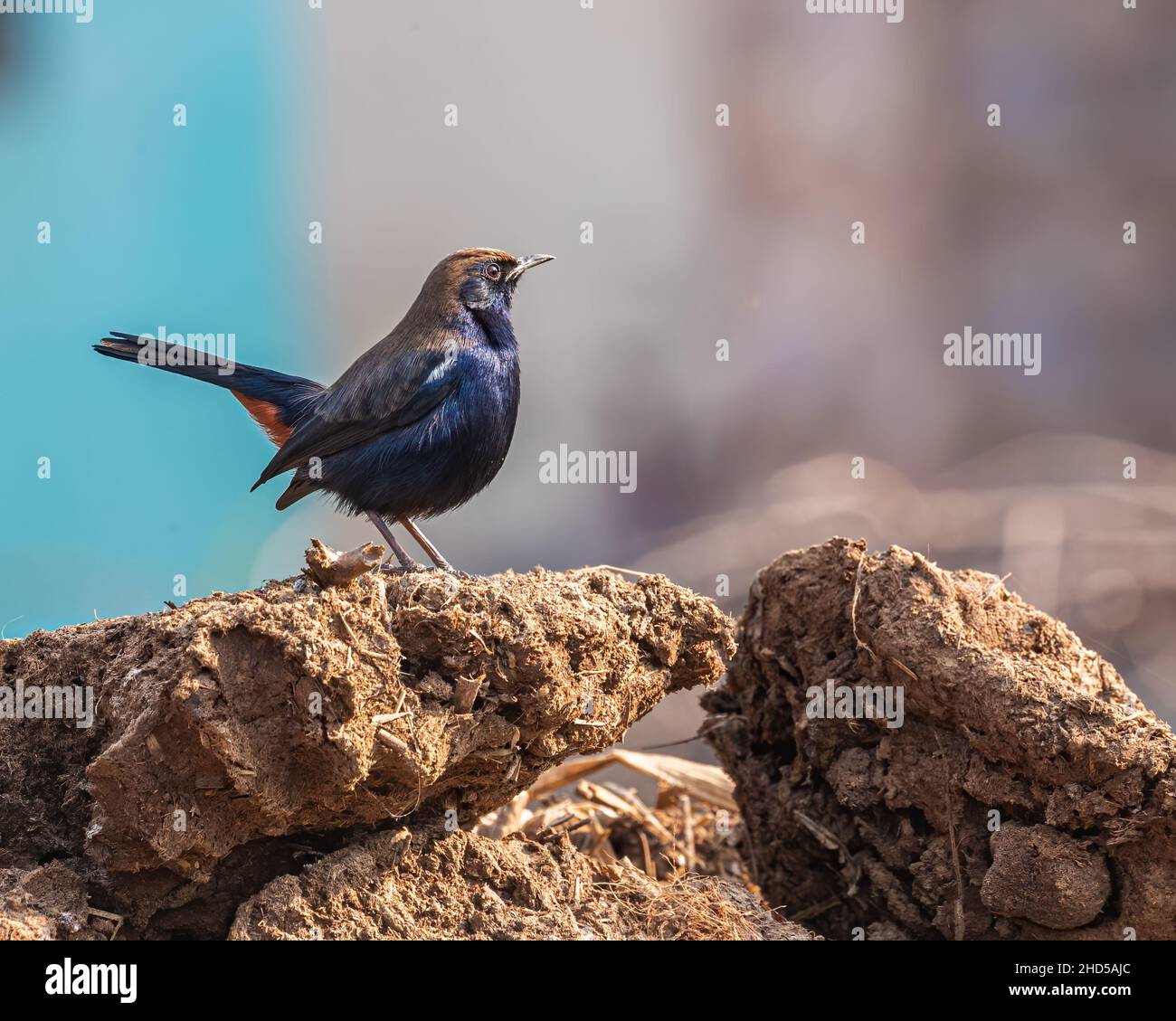 Indian blue robin female hi-res stock photography and images - Alamy