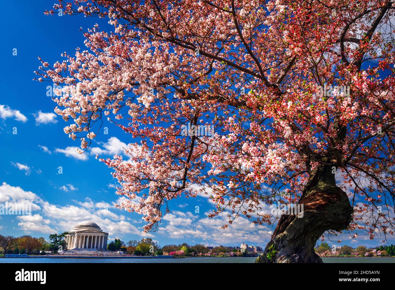 Cherry blossoms and the Thomas Jefferson Memorial, Washington, DC USA ...