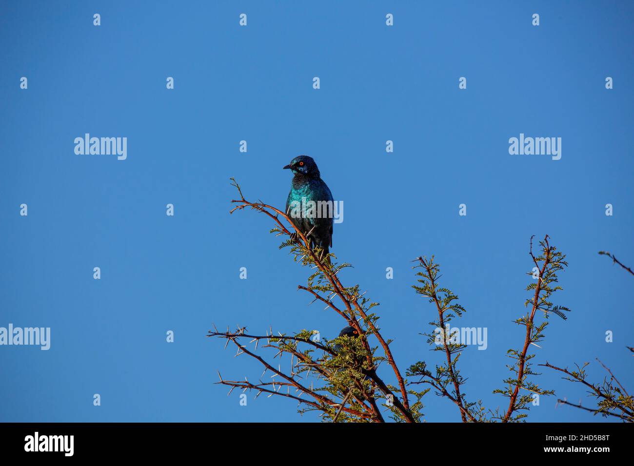 Small blue bird hi-res stock photography and images - Alamy