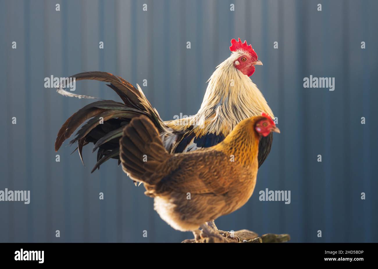 rooster with a long tail and a hen are standing side by side Stock ...