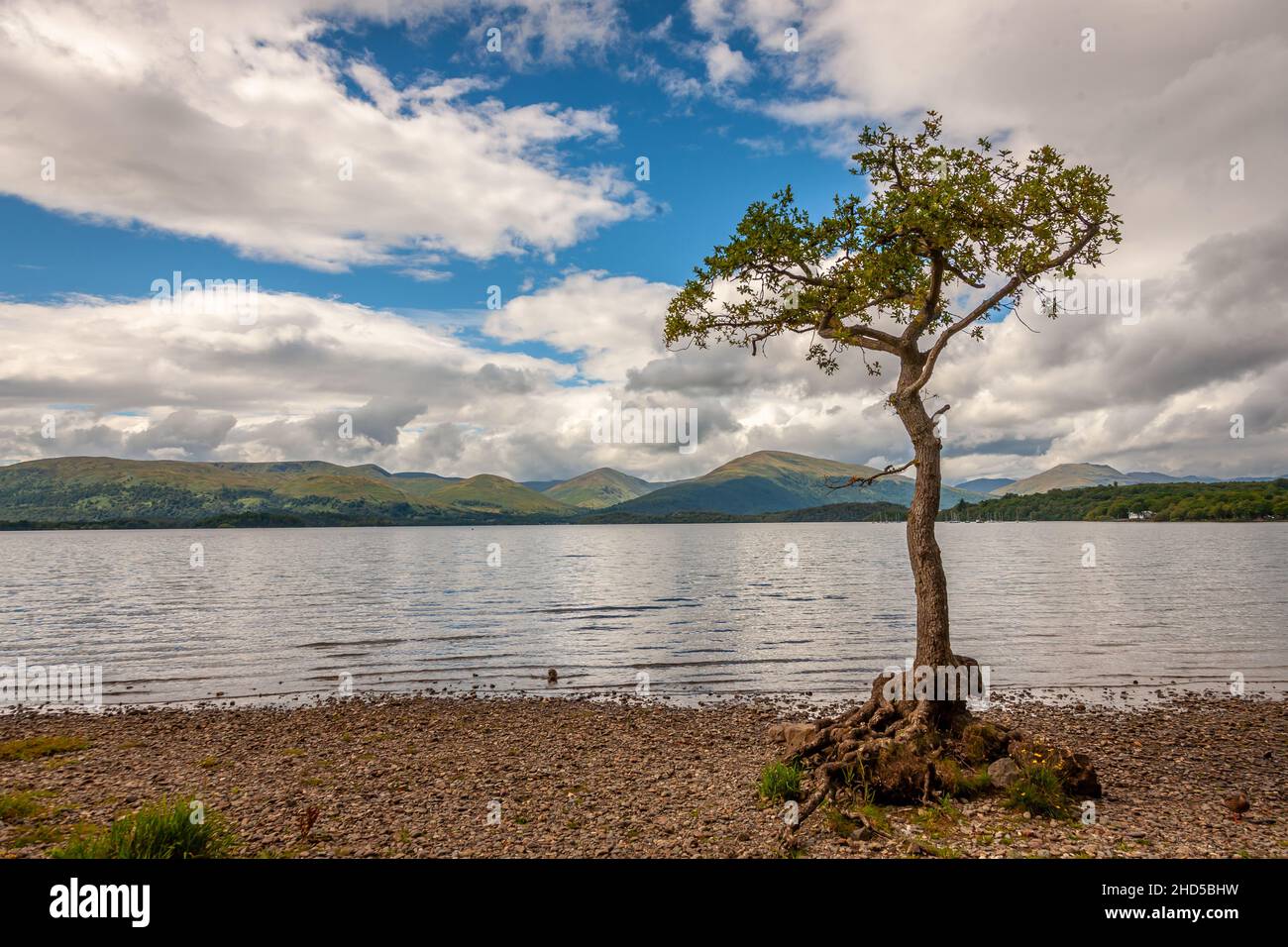 Milarrochy bay rowan tree hi-res stock photography and images - Alamy