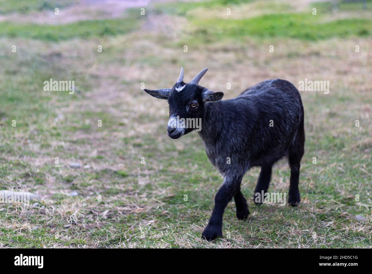 Black nigerian goat hi-res stock photography and images - Alamy