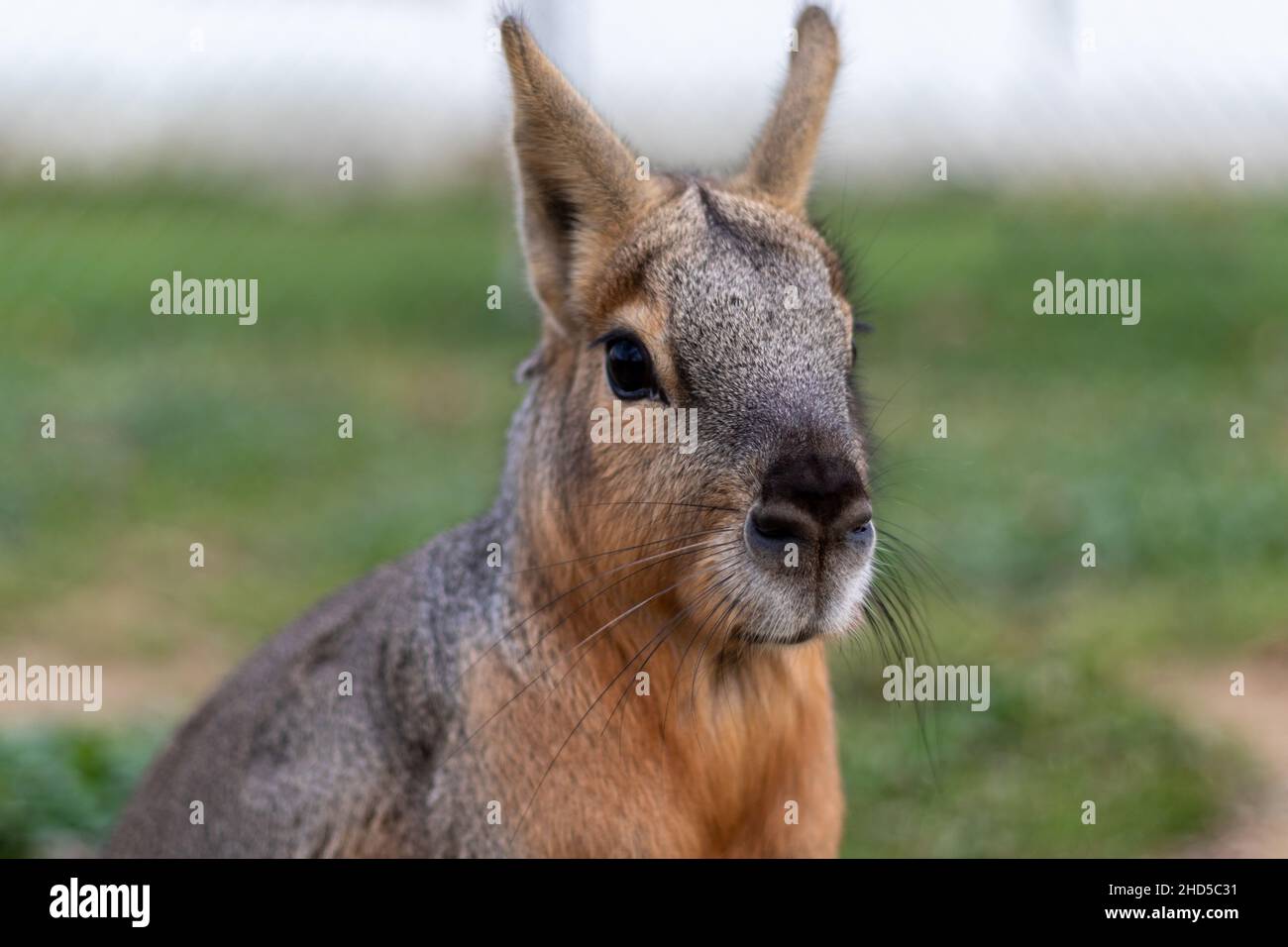 Wild Cavy (Caviidae) closeup surrounded by green grass Stock Photo - Alamy