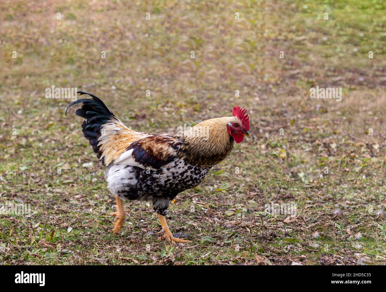 Black, white and tan rooster side closeup in grassy field Stock Photo ...