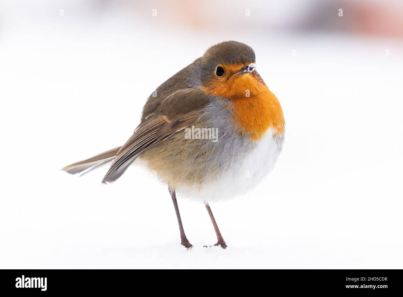 Grumpy looking robin (erithacus rubecula) fluffed up to keep warm in ...