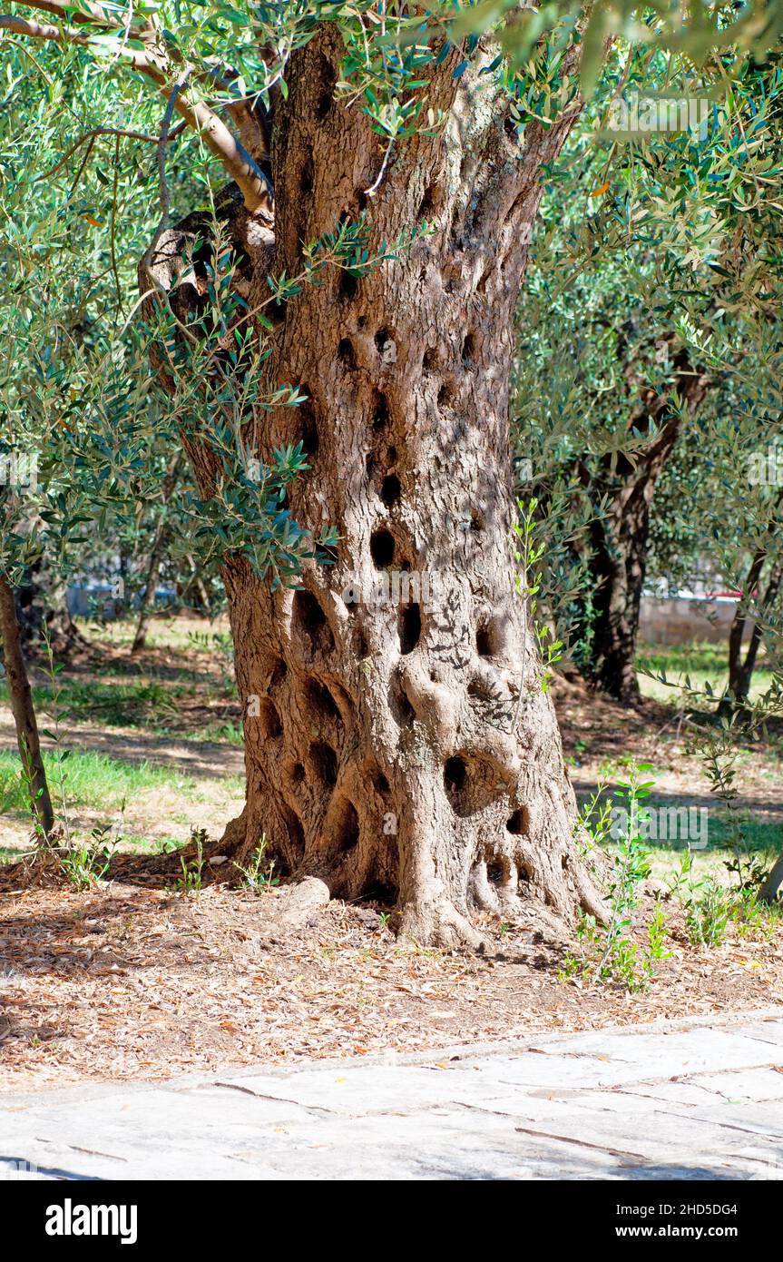 Grove of olive trees (Olea europaea Stock Photo - Alamy