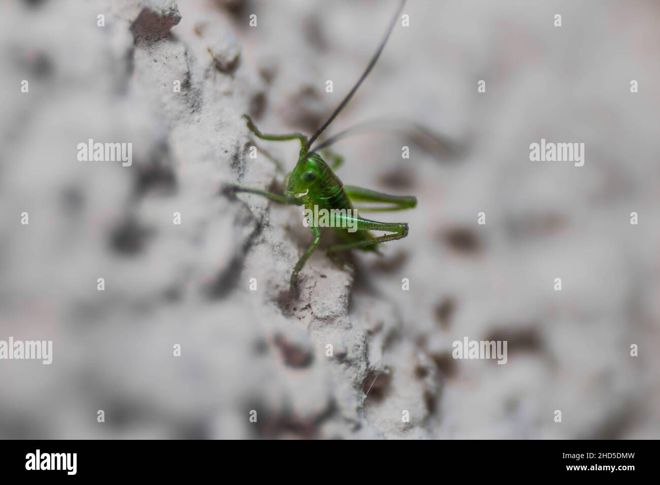 Macro shallow focus shot of a green grasshopper with a blurred white ...