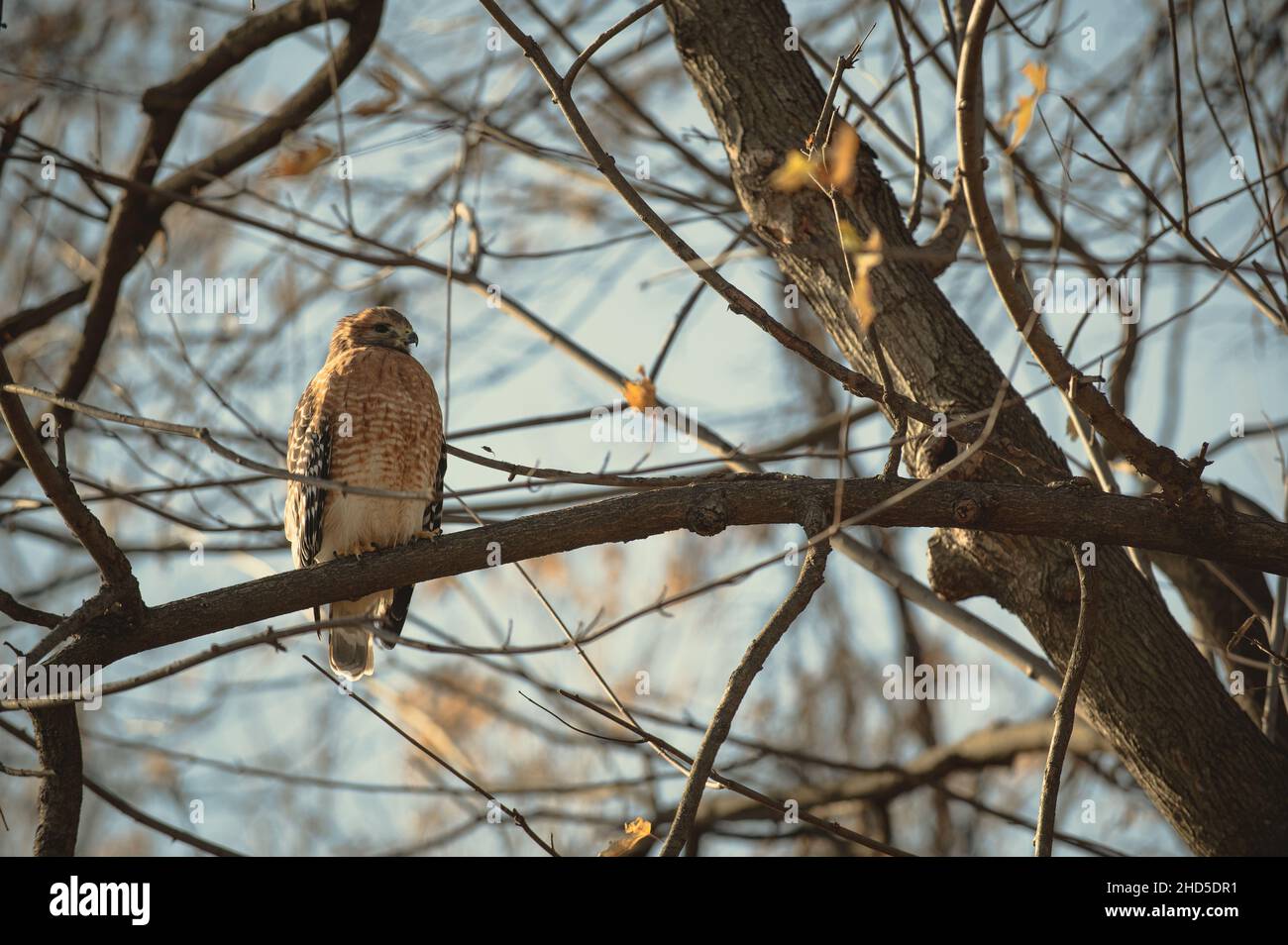 Closeup of a sparrowhawk on a tree branch Stock Photo - Alamy