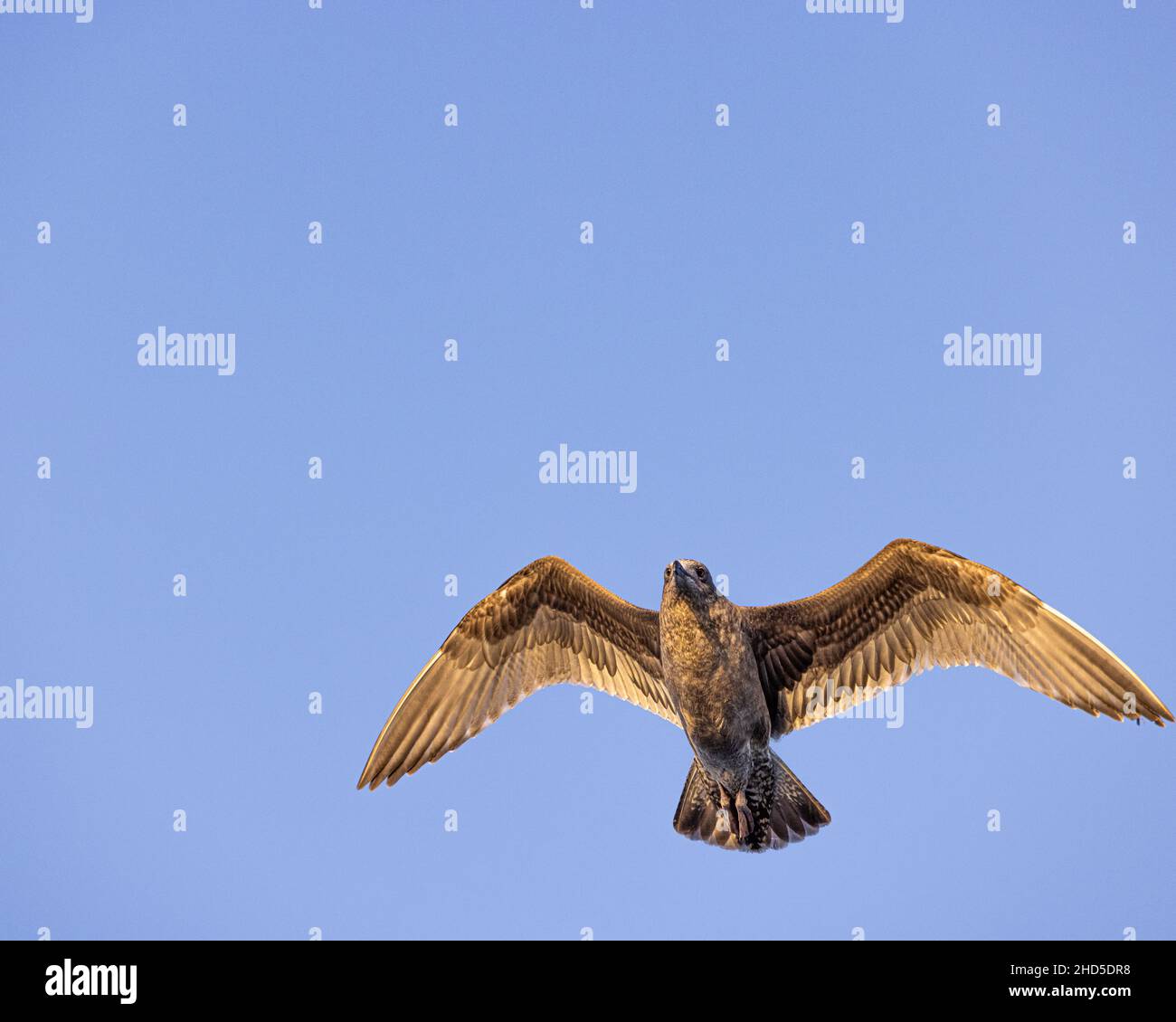 Falcon flying hi-res stock photography and images - Alamy