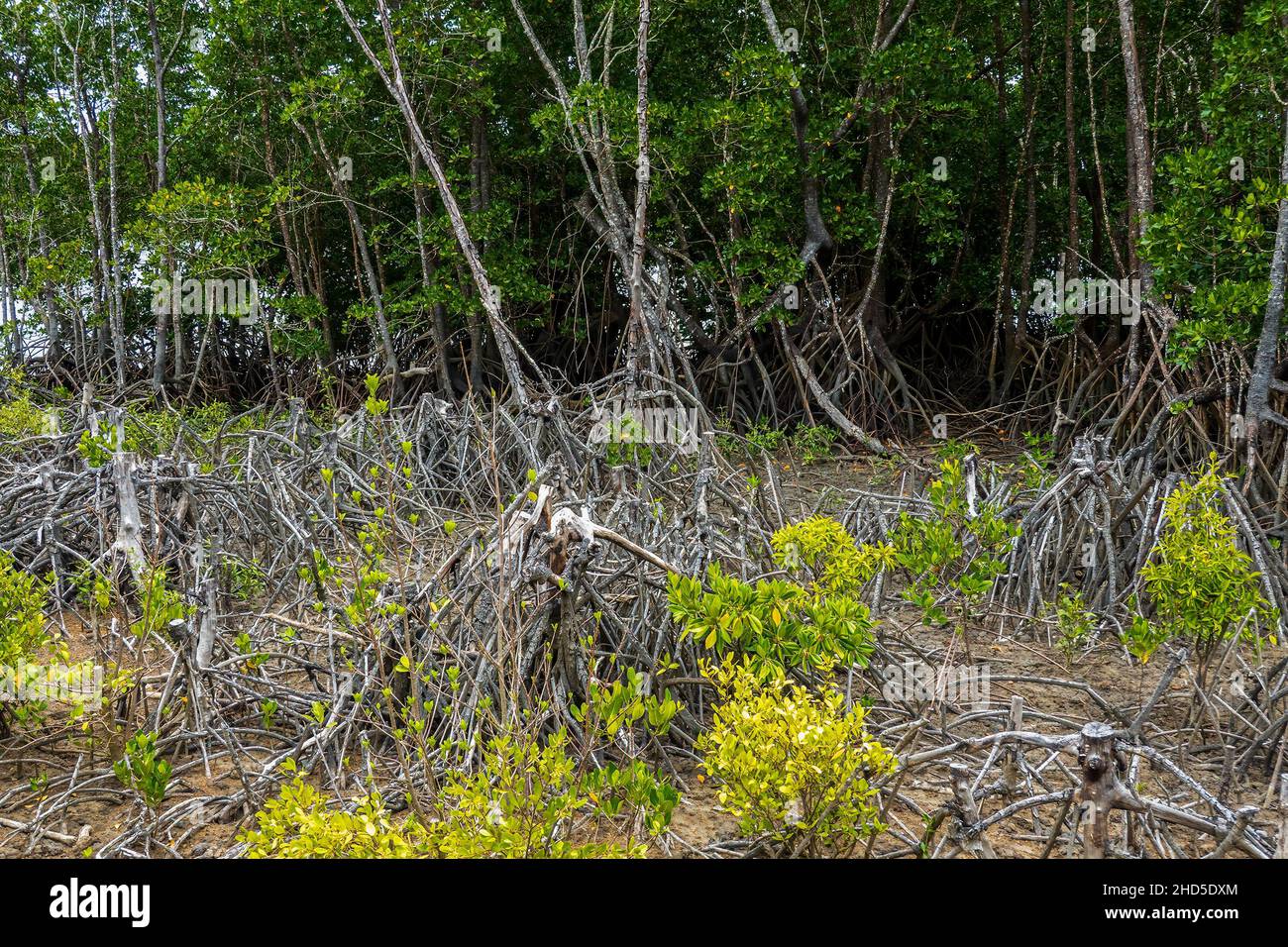 A forest of coastal mangrove trees with roots exposed during low tide ...