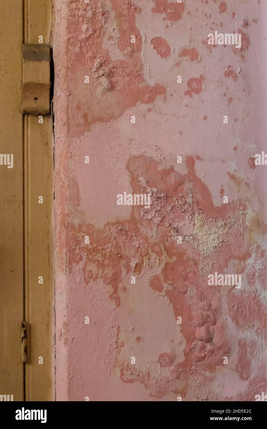 Pink mold hi-res stock photography and images - Alamy