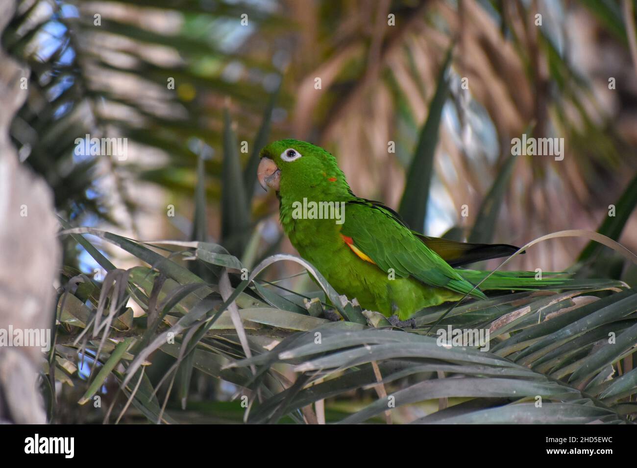 wild white-eyed parakeet or white-eyed conure (Psittacara ...
