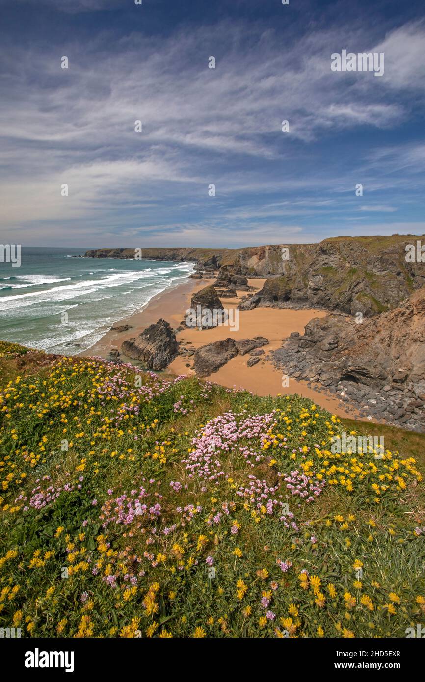 Wild springflowers on a clifftop overlooking a sandy beach Stock Photo ...