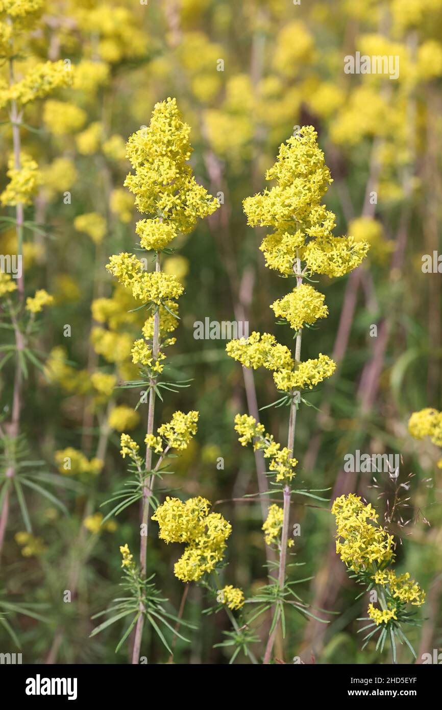 Galium verum, commonly known as Lady's Bedstraw, Wirtgen’s bedstraw or ...
