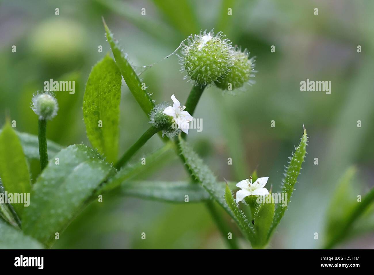 Galium spurium, commonly known as False Cleavers or Stickywilly, wild ...