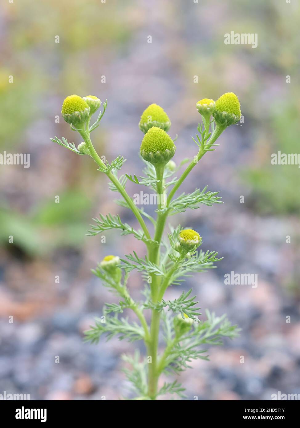 Rayless mayweed hi-res stock photography and images - Alamy