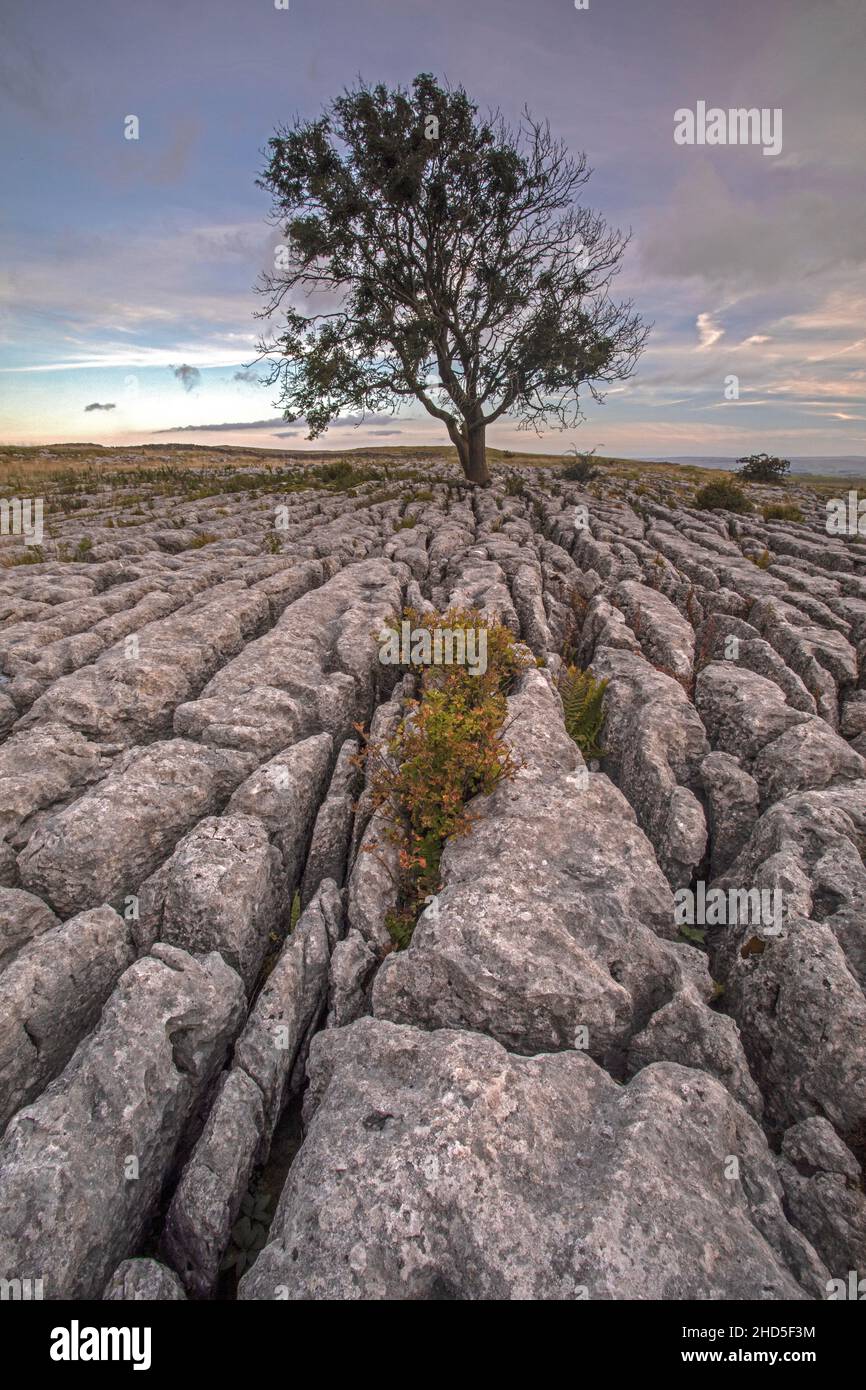 A tree growing out of limestone pavement Stock Photo - Alamy