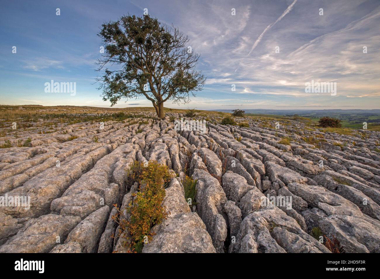 A tree growing out of limestone pavement Stock Photo - Alamy