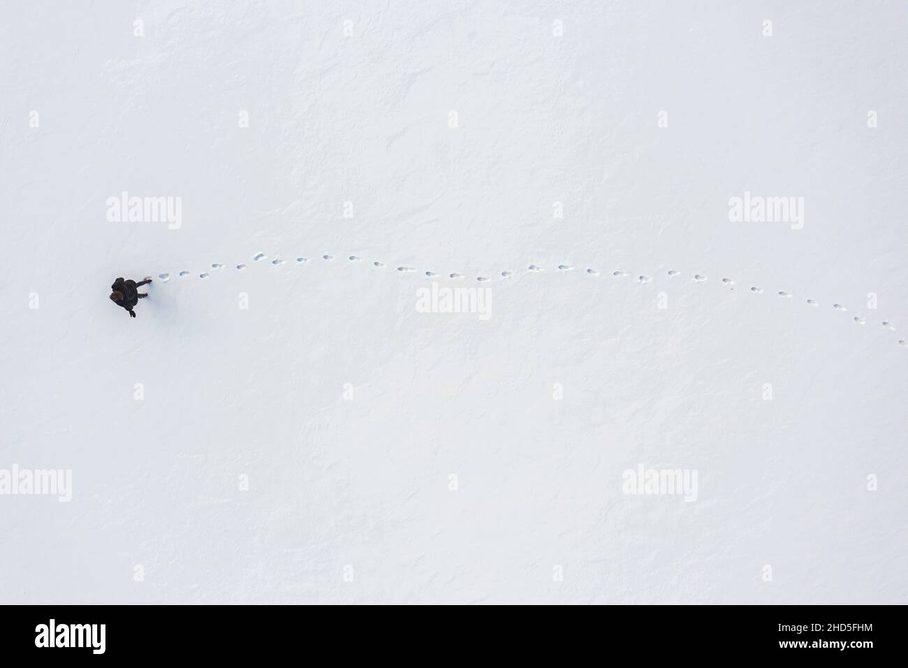 a woman walks through fresh snow leaving footprints, top aerial view ...