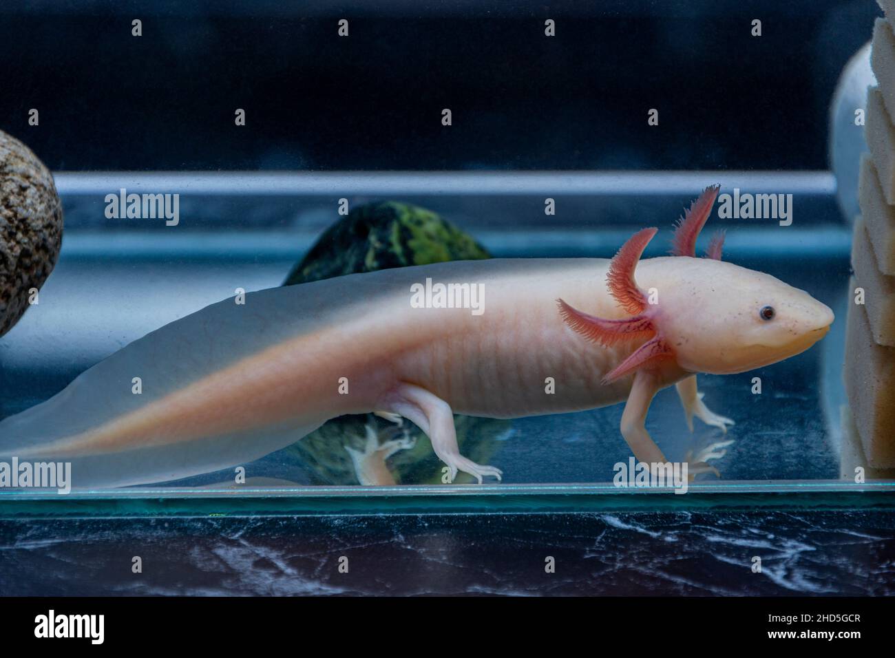 Axolotl Ambystoma Mexicanum High Resolution Stock Photography and ...