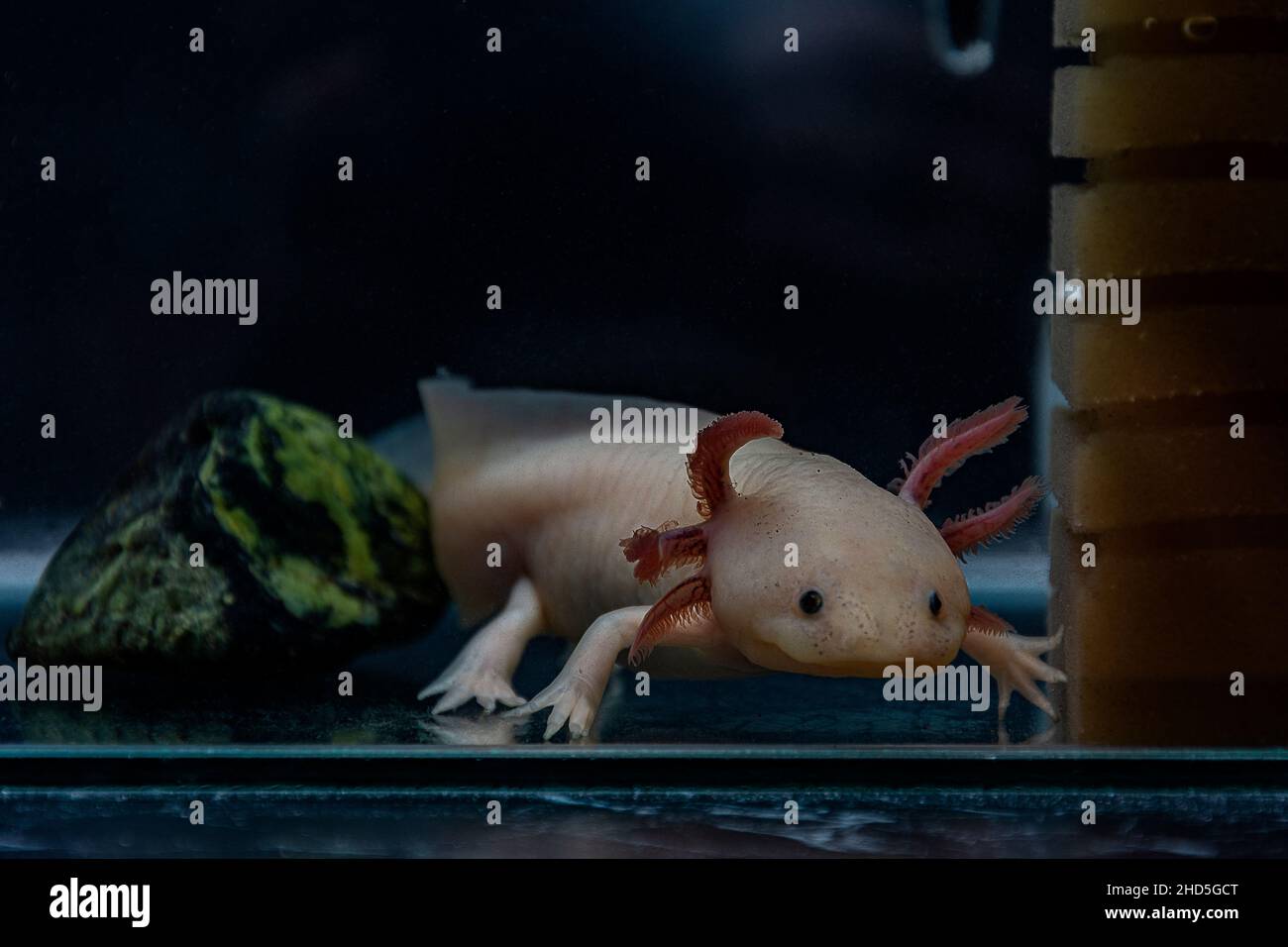 Axolotl Ambystoma Mexicanum High Resolution Stock Photography and ...