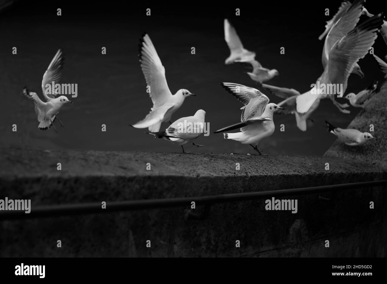 Outline black white drawing Black and White Stock Photos & Images - Alamy