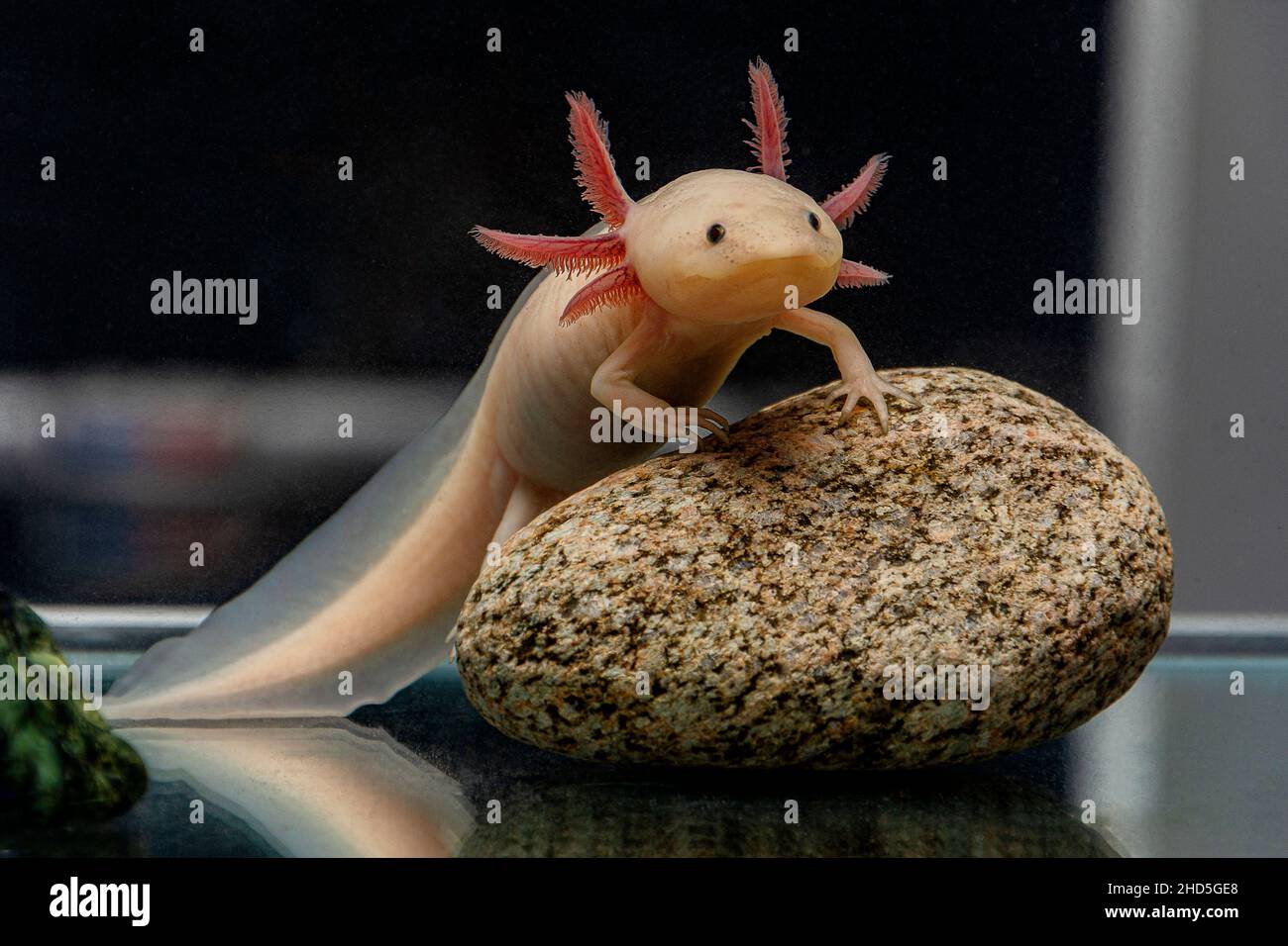 Axolotl Ambystoma Mexicanum High Resolution Stock Photography and ...
