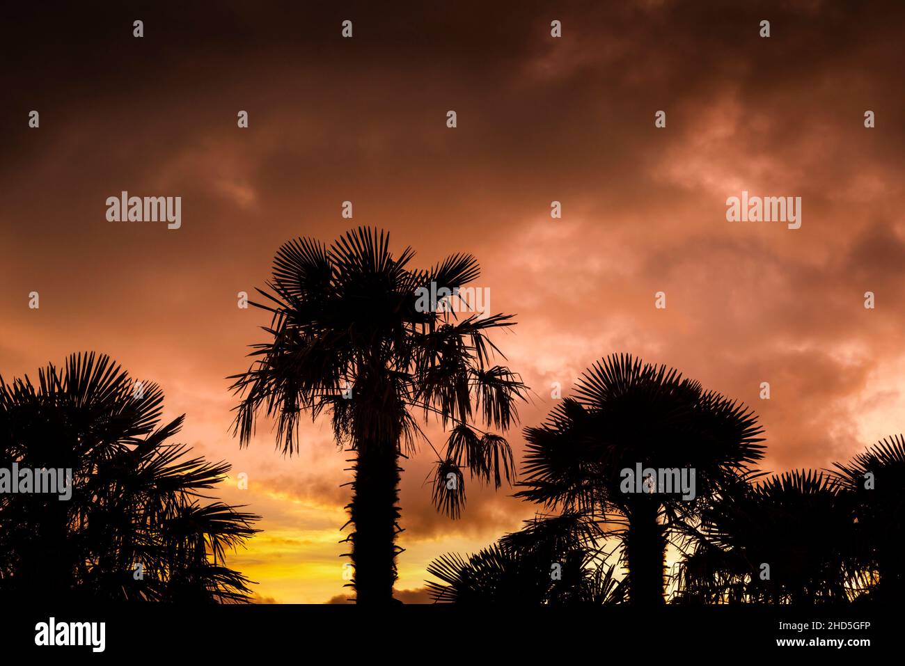 Cordyline australis Cornish Palms silhouetted by an intense sunset in ...