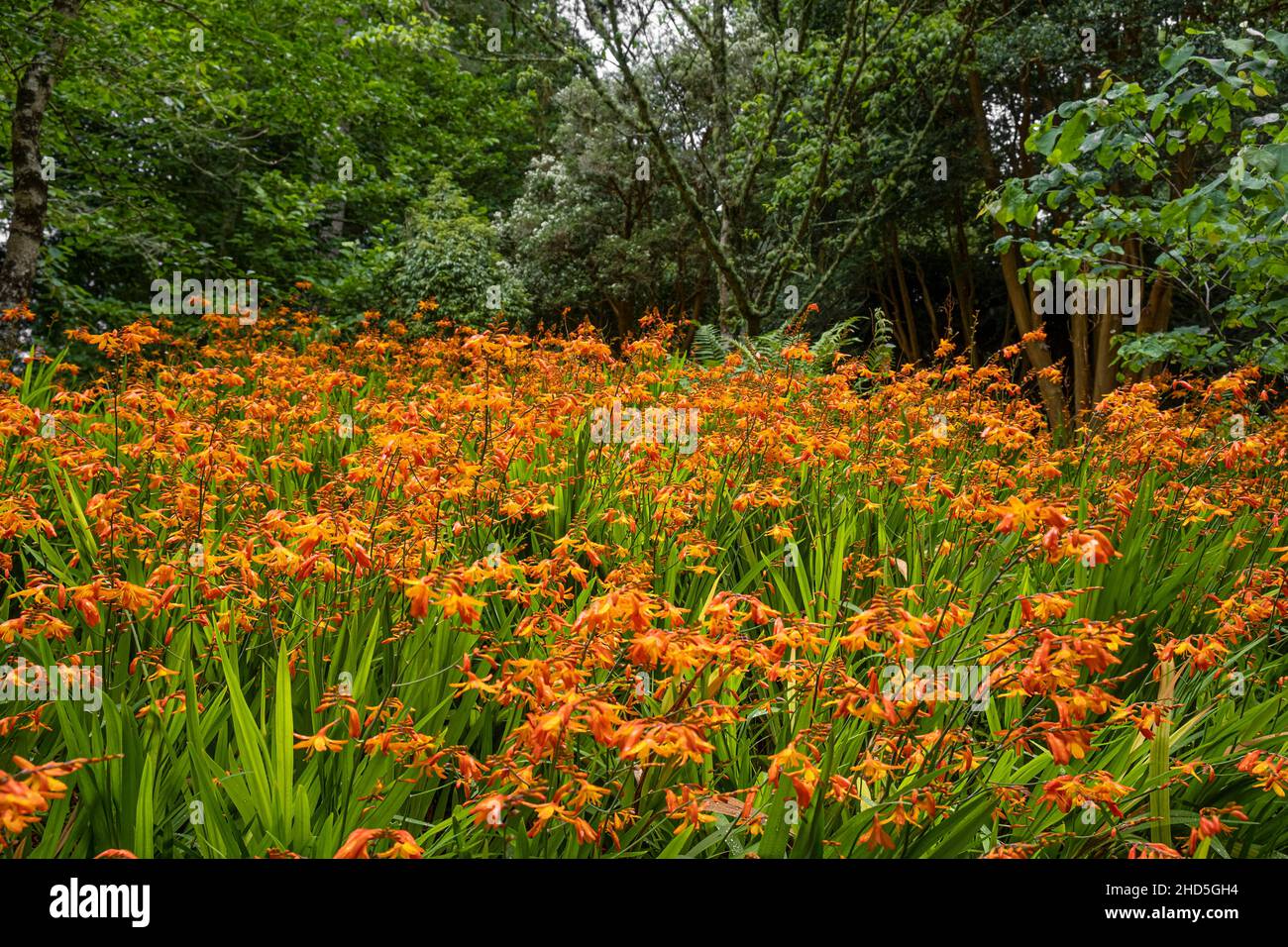 Montbretia flower blooms hi-res stock photography and images - Alamy