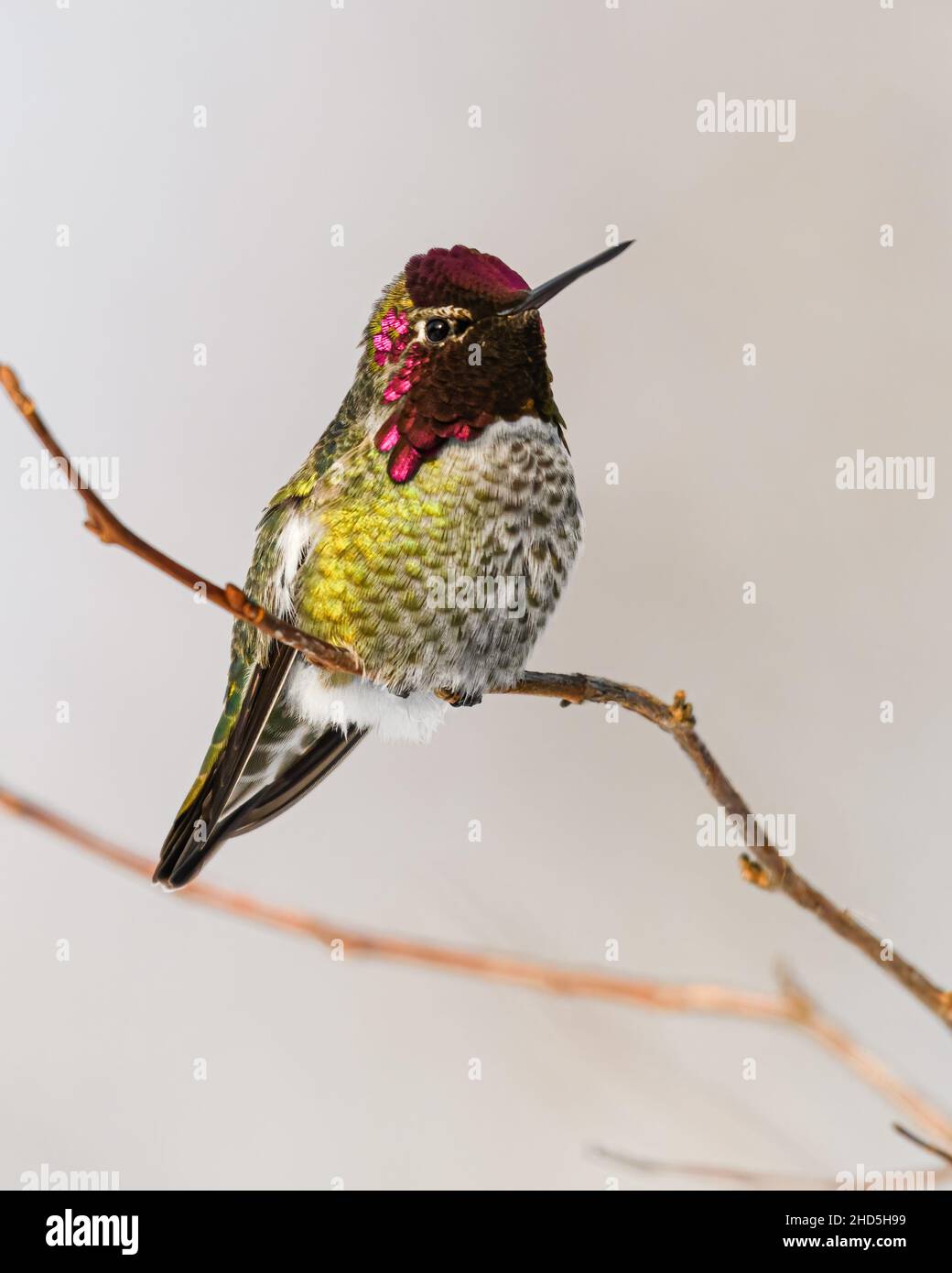 Annas hummingbird calypte anna hummingbird hi-res stock photography and ...