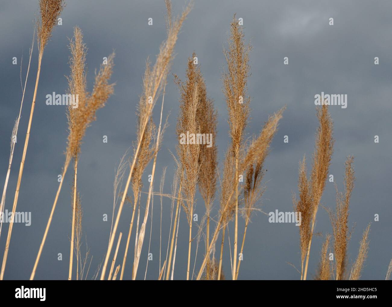 Bush cane hi-res stock photography and images - Alamy