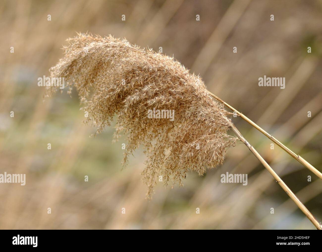Cane flower hi-res stock photography and images - Alamy