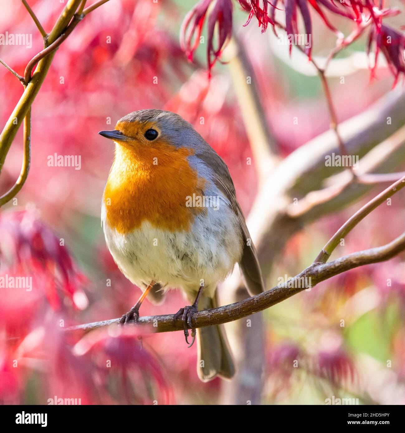 Robin in spring hi-res stock photography and images - Alamy