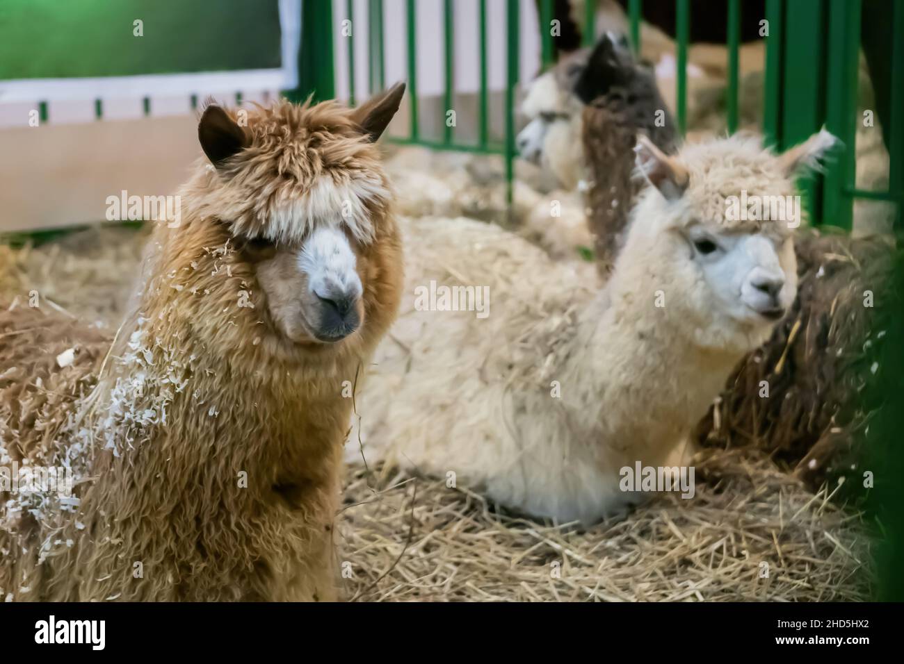 Group of alpacas lying at agricultural animal exhibition Stock Photo ...