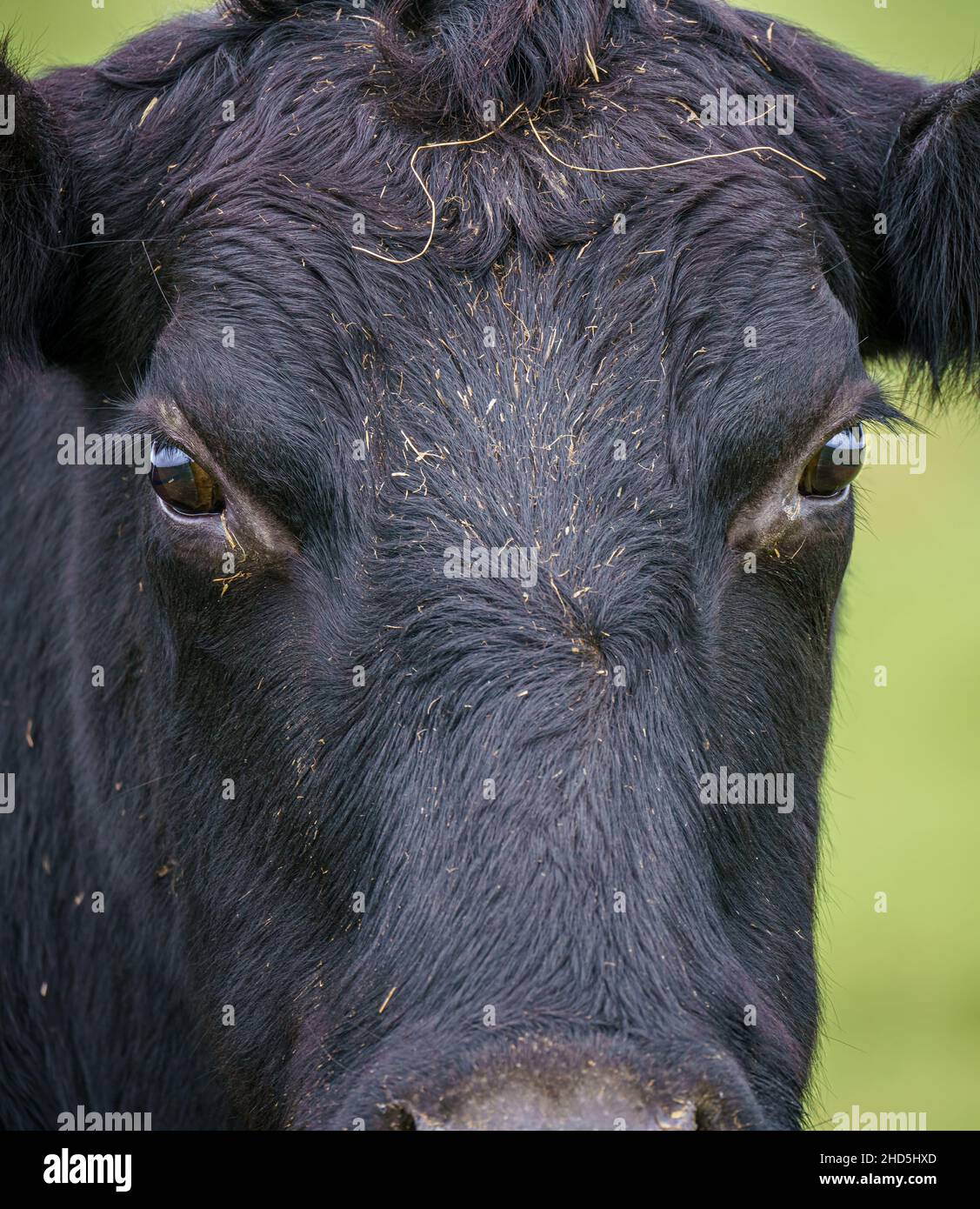 Reverse Cow Face O