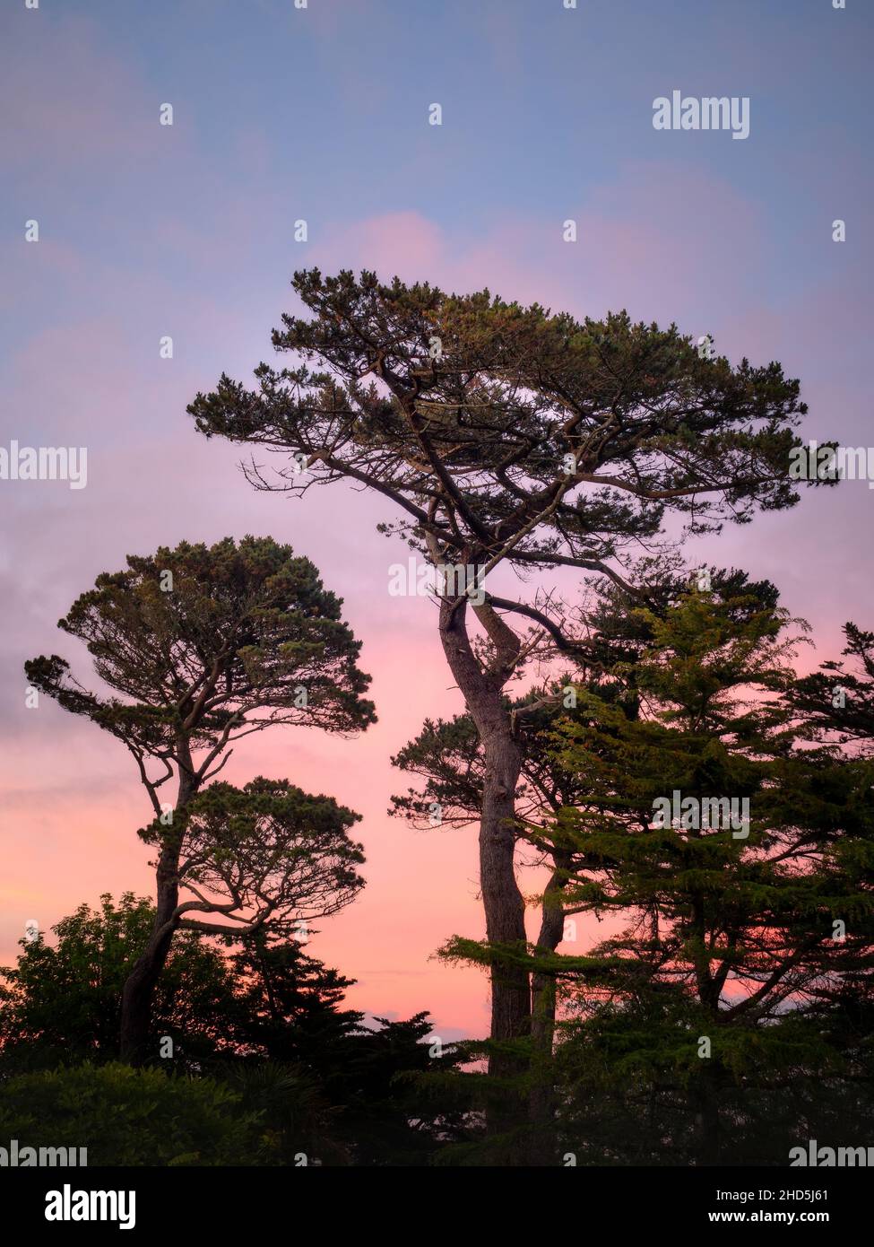 Pine trees at sunset with a colourful background sky Stock Photo - Alamy