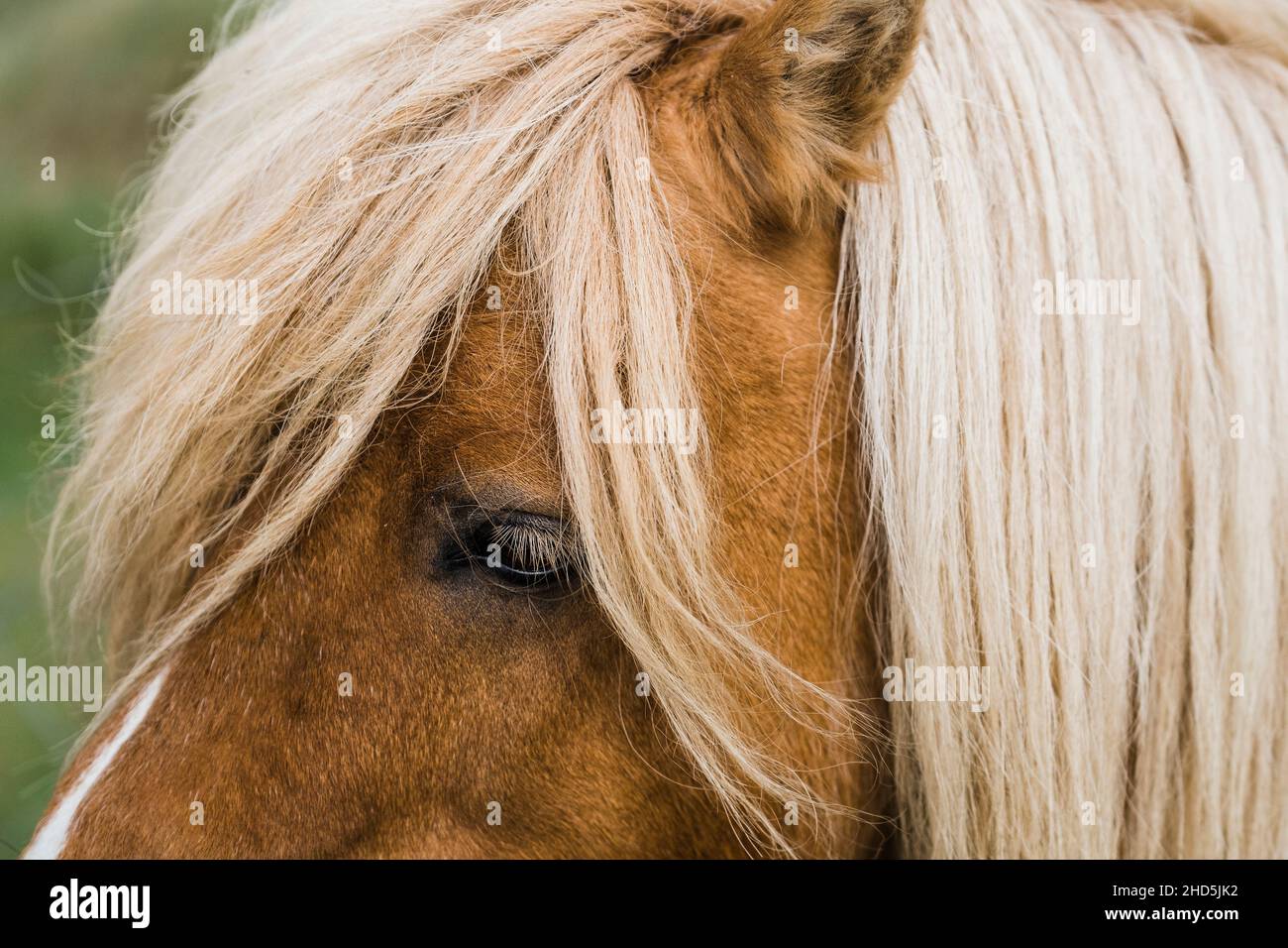 Close up of a Shetland pony Stock Photo - Alamy