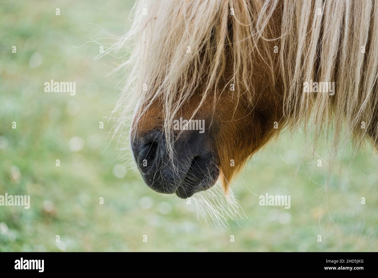 Pony shetland hi-res stock photography and images - Alamy