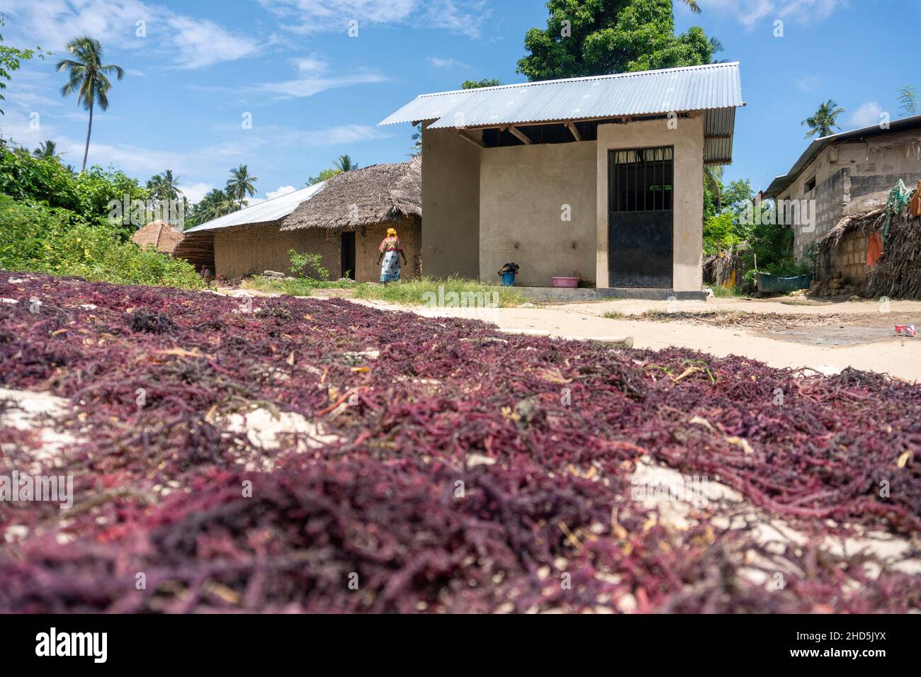 Pink seaweed - algae, being dried on the Ground in Small Village on ...
