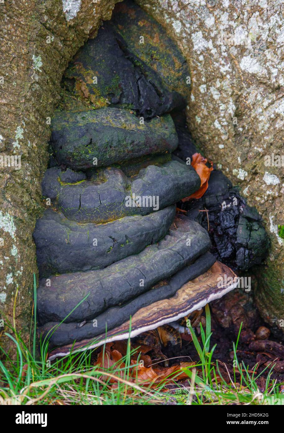 a large Blackening Polypore mushroom at the base of an aged beech tree ...