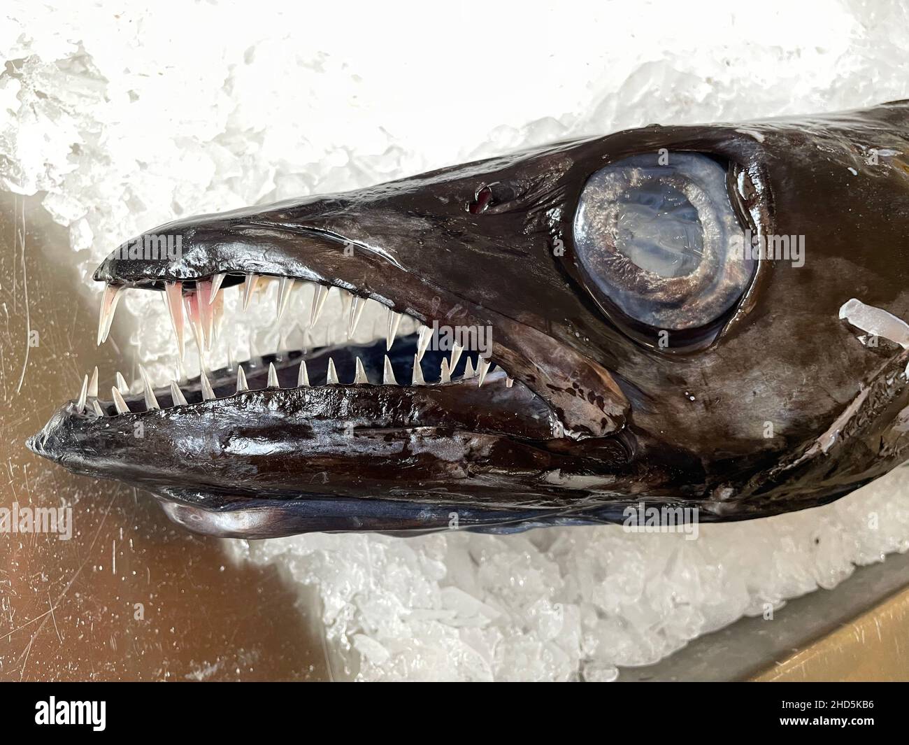 Black scabbard fish hi-res stock photography and images - Alamy