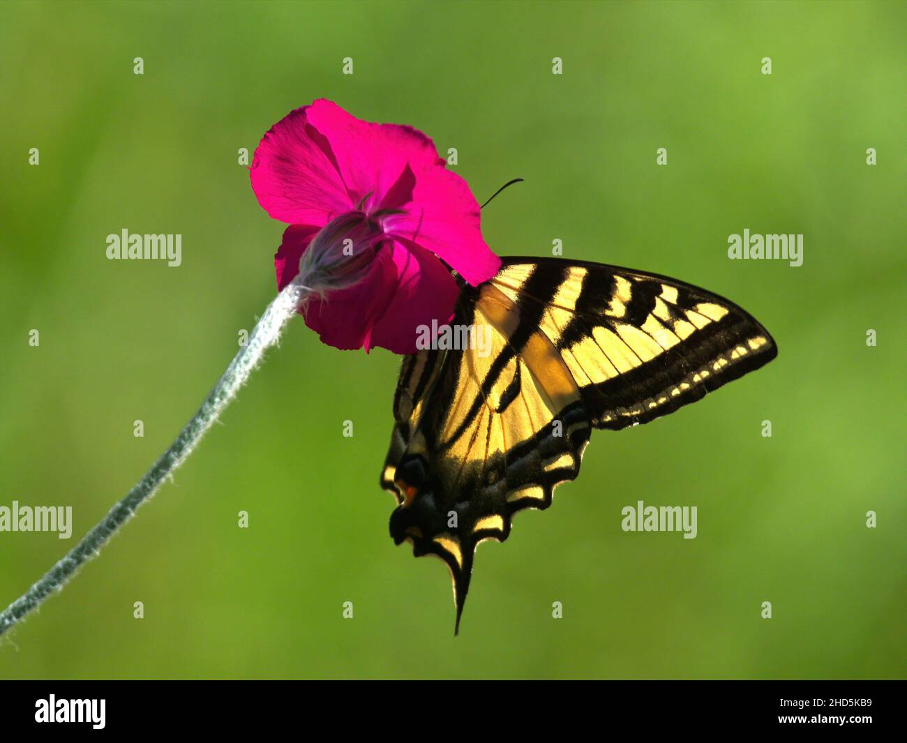 A close-up side view of a Western Tiger Swallowtail butterflly (Papilio ...